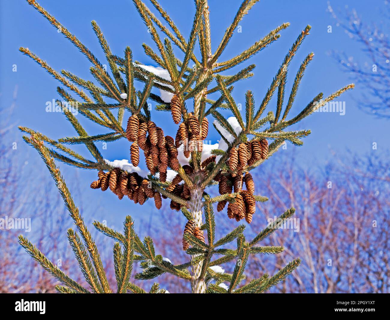 White Spruce tree cones and top branches, Picea glauca, with patches of snow against blue sky ...