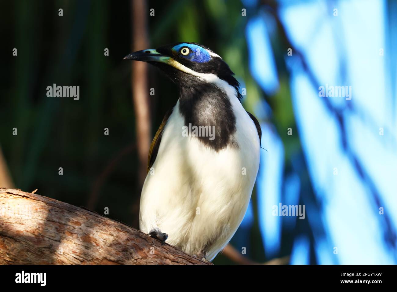 Beautiful images of animals around the Rothwell wetlands area, wild birds doing bird stuff Stock ...