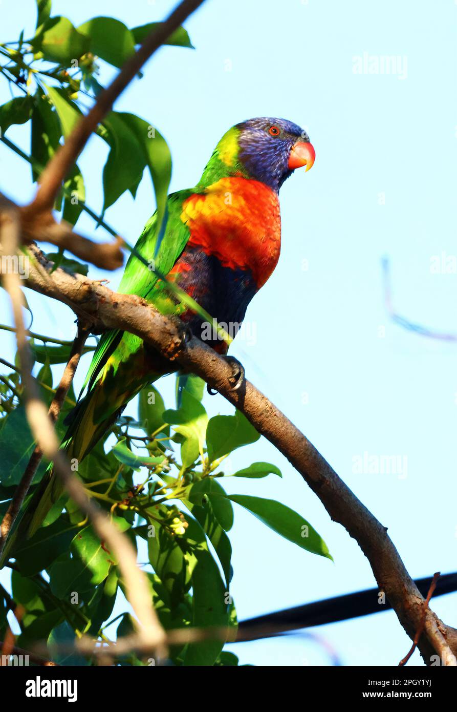 Beautiful images of animals around the Rothwell wetlands area, wild ...