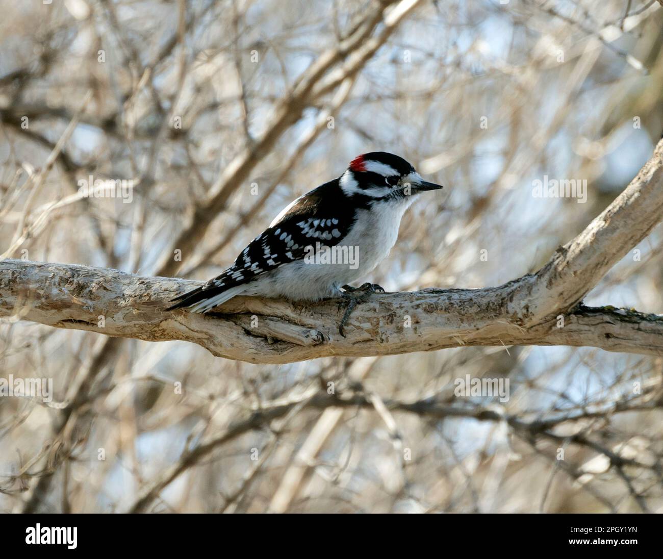 Male Downy Woodpecker, Picoides pubescens, perched on tree branch Stock ...