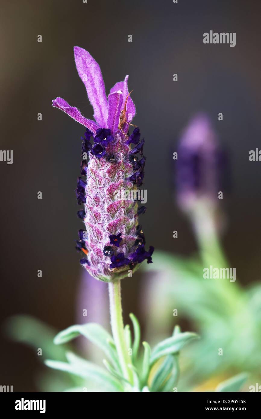 Beautiful bright colored flora shot close up in the gardens around ...
