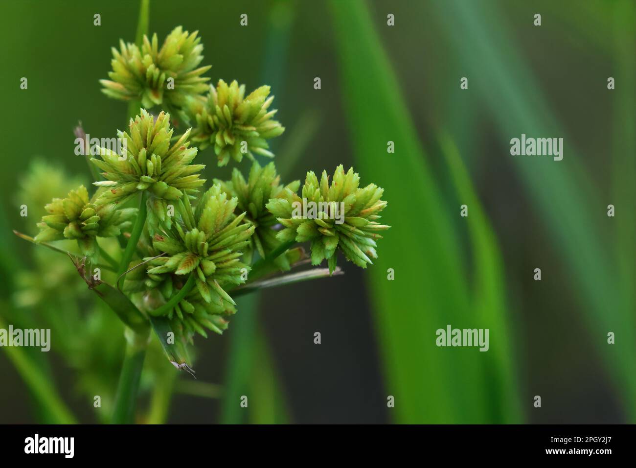 Beautiful tiny green plants shot close up in the gardens around ...