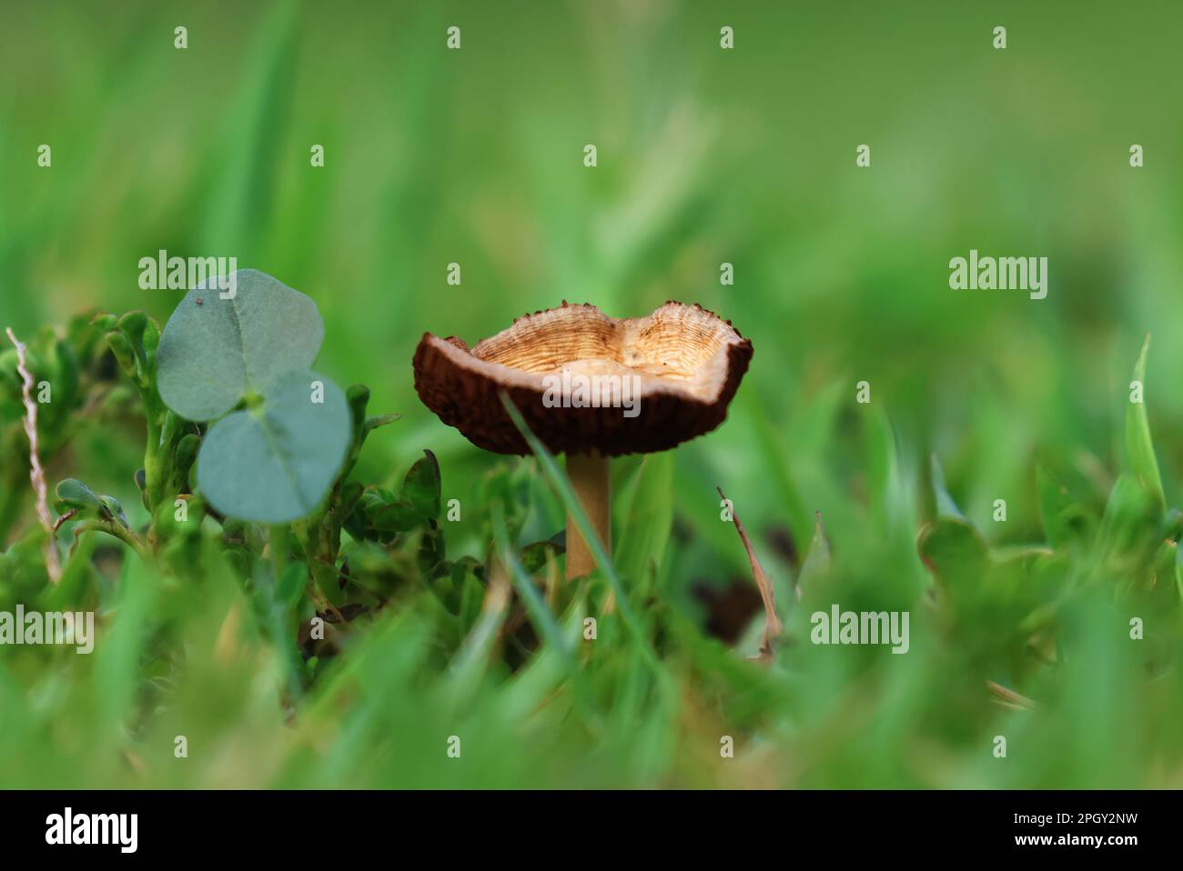 Beautiful fungi, fungus shot close up in the gardens around Brisbane ...