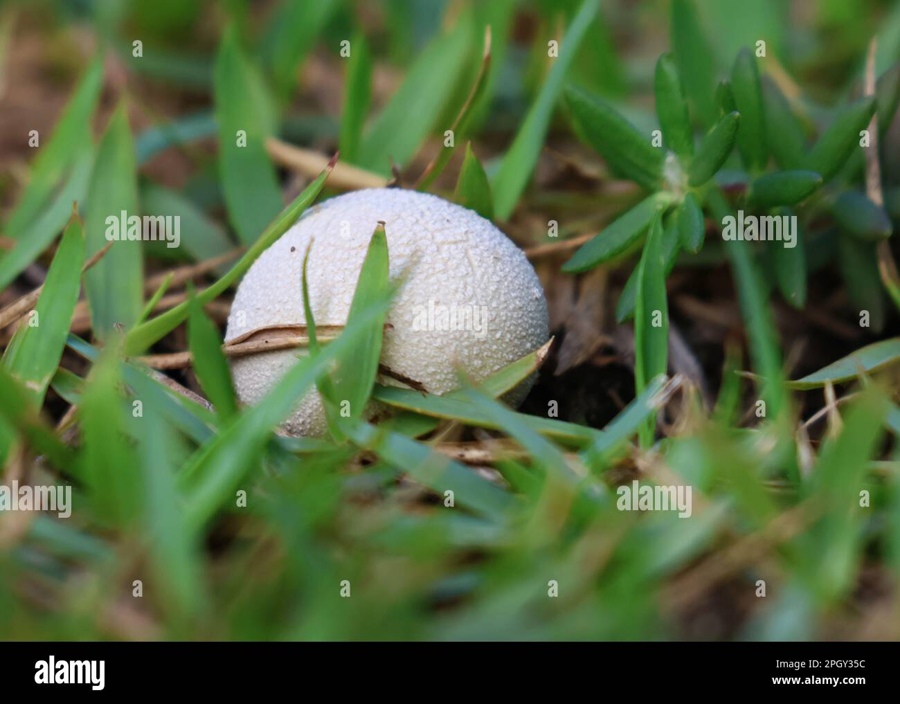 Beautiful fungi, fungus shot close up in the gardens around Brisbane ...