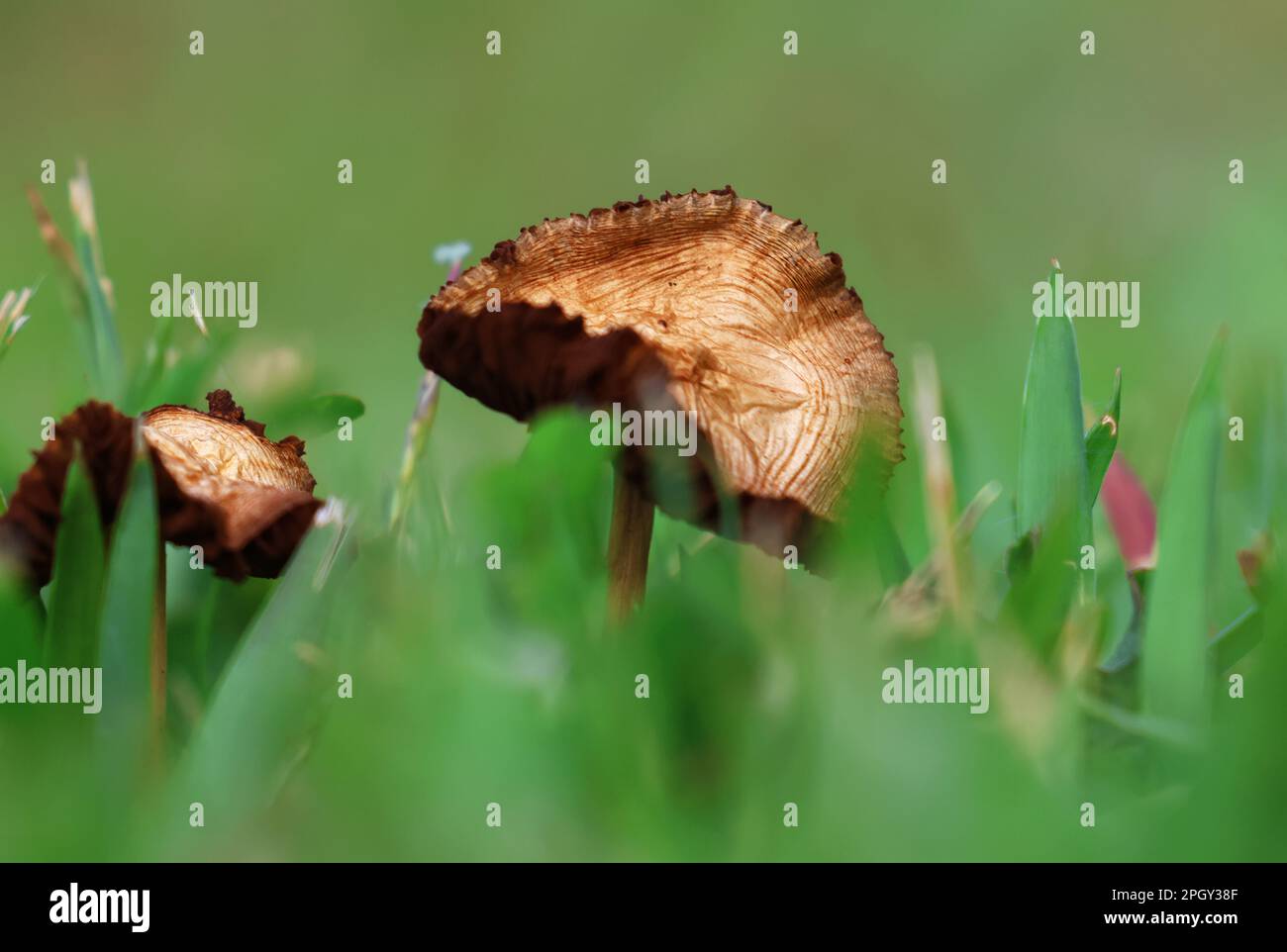 Beautiful fungi, fungus shot close up in the gardens around Brisbane ...