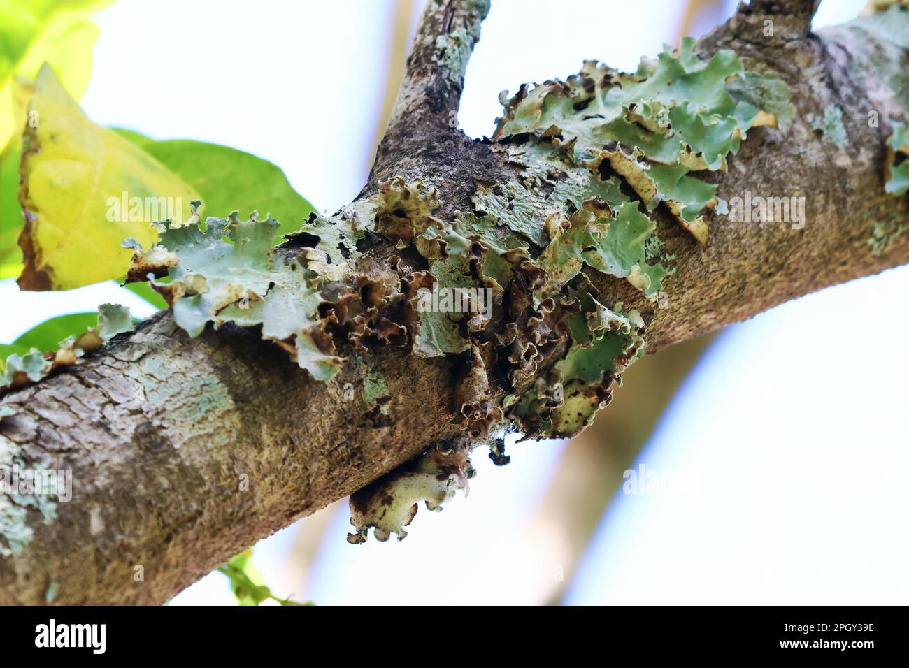 Beautiful fungi, fungus shot close up in the gardens around Brisbane ...