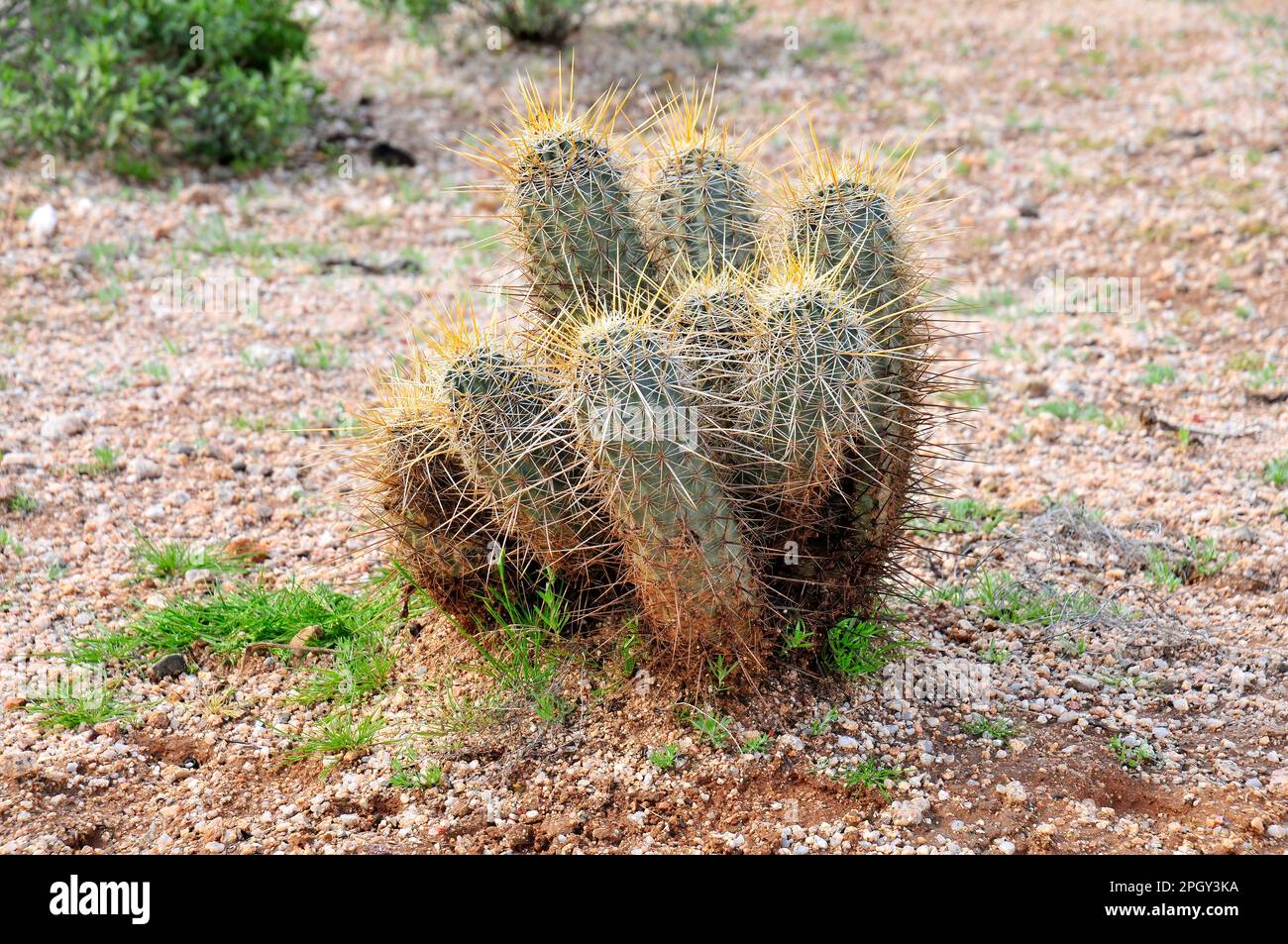 Hedge Hog cactus in the winter Arizona desert Stock Photo - Alamy