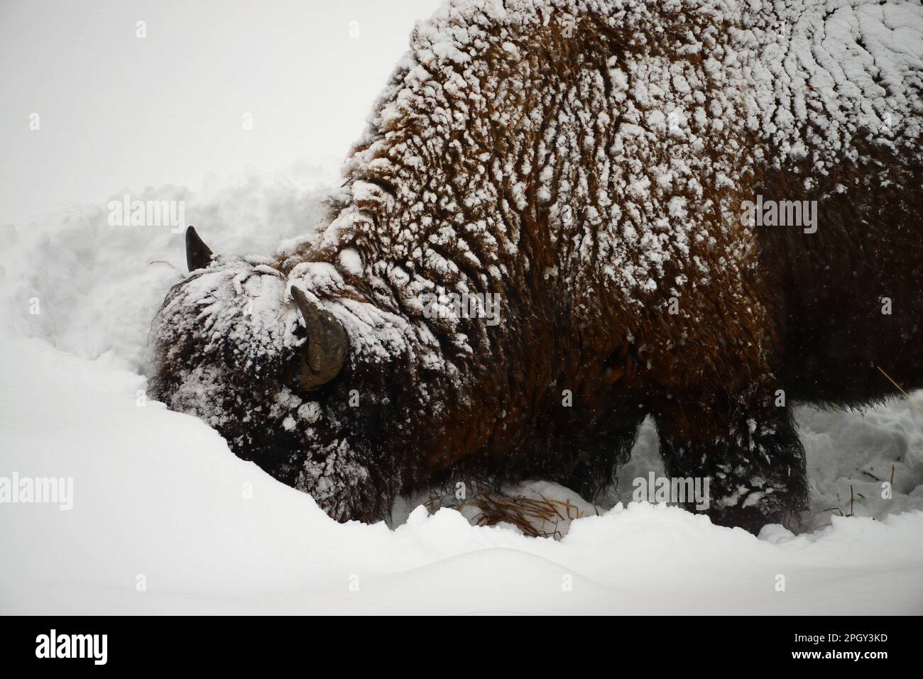 Wild American Bison in winter Yellowstone National Park foraging for ...