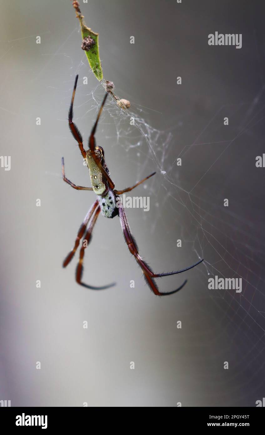 Spidie hi-res stock photography and images - Alamy