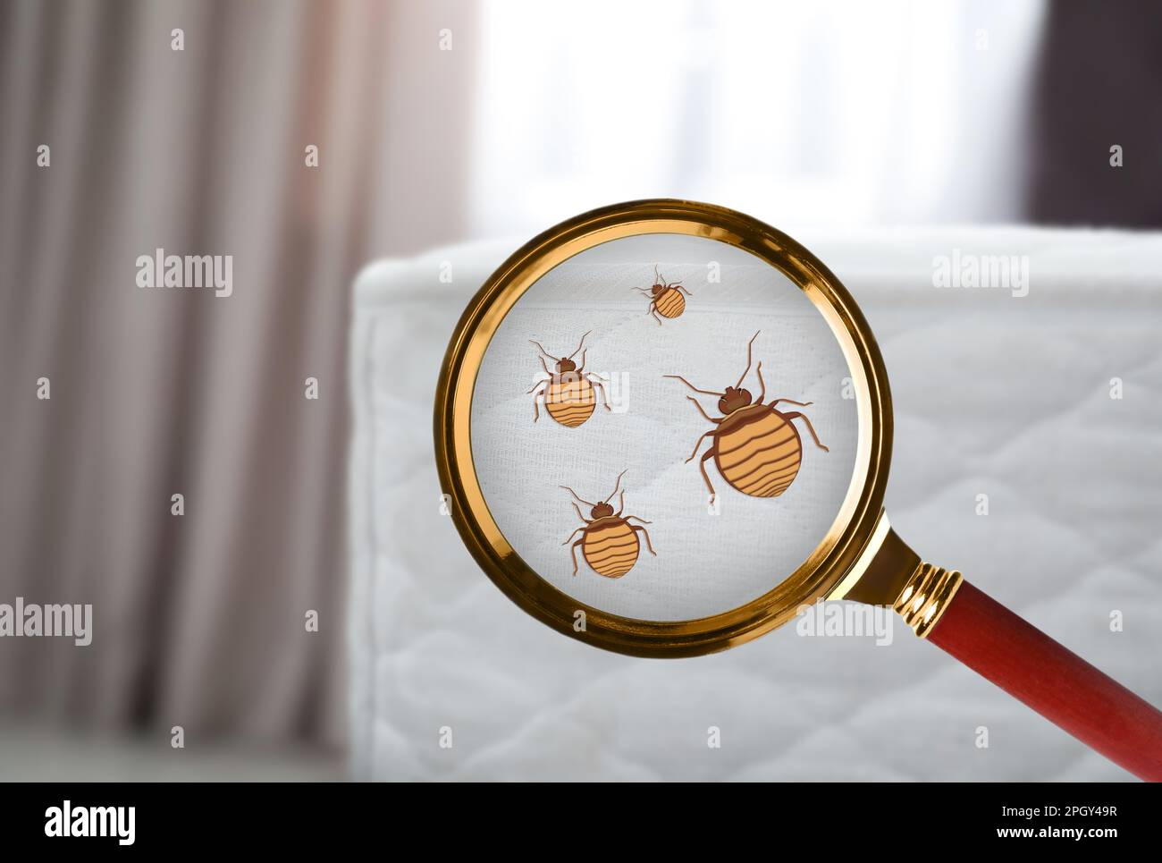 Magnifying glass detecting bed bug on mattress, closeup view Stock ...