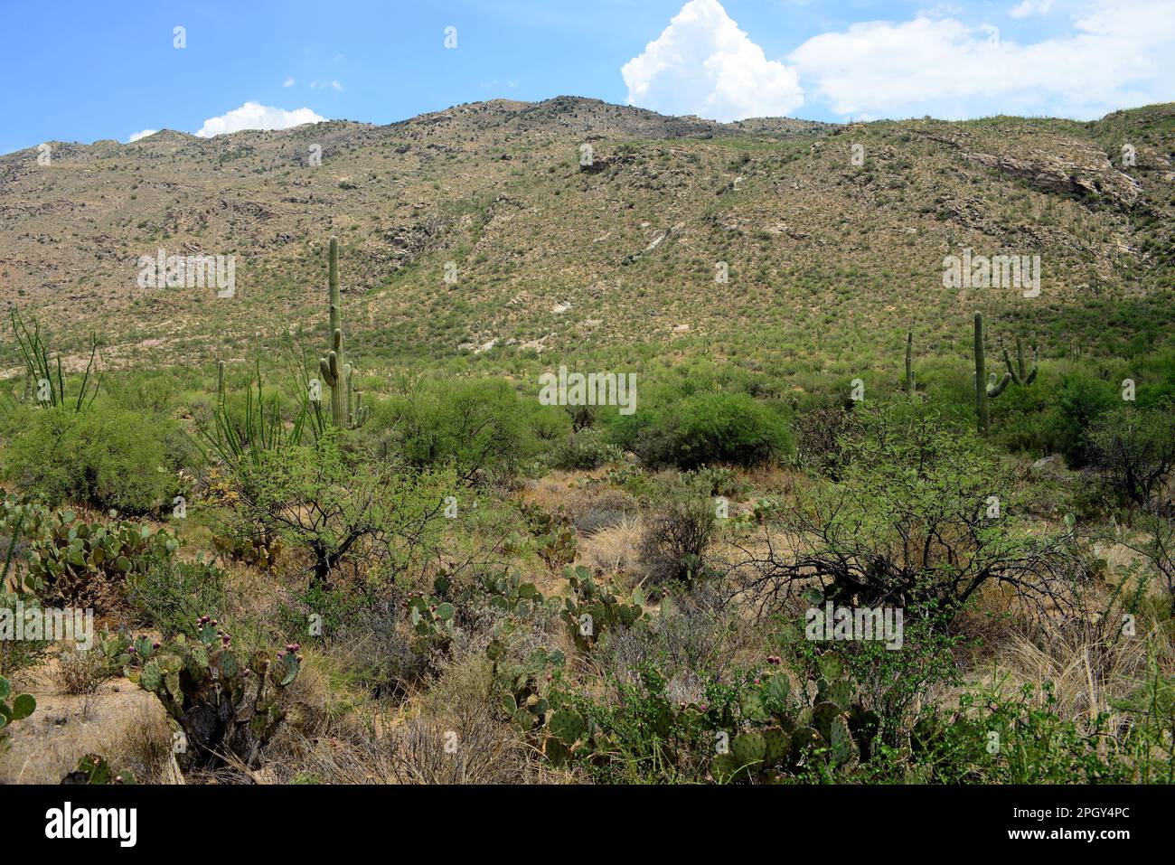 Rincon mountains arizona hi-res stock photography and images - Alamy