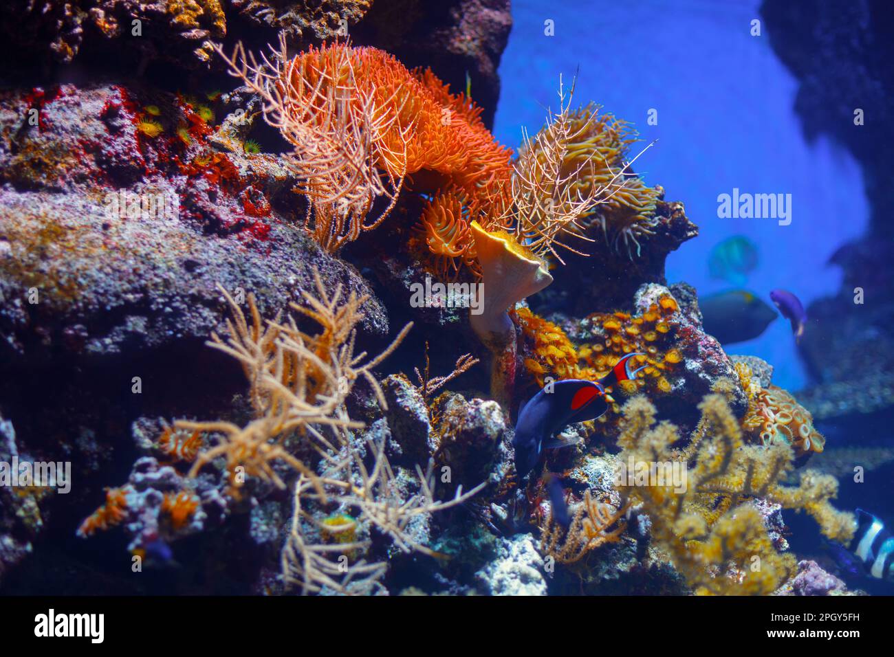 Underwater colorful nature . Coral Reef in transparent ocean water ...