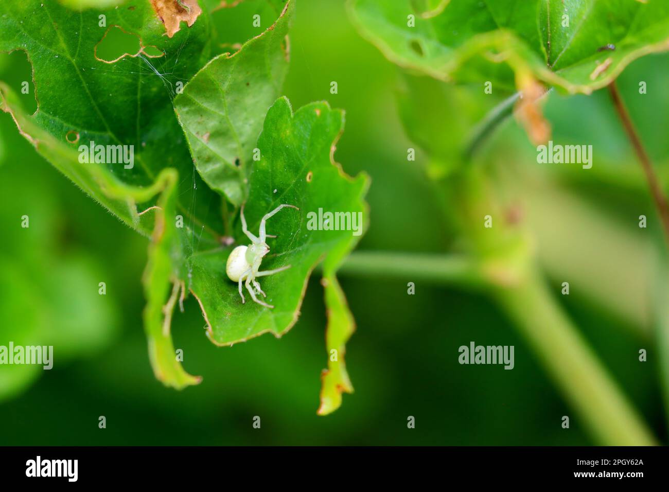 Spidie hi-res stock photography and images - Alamy