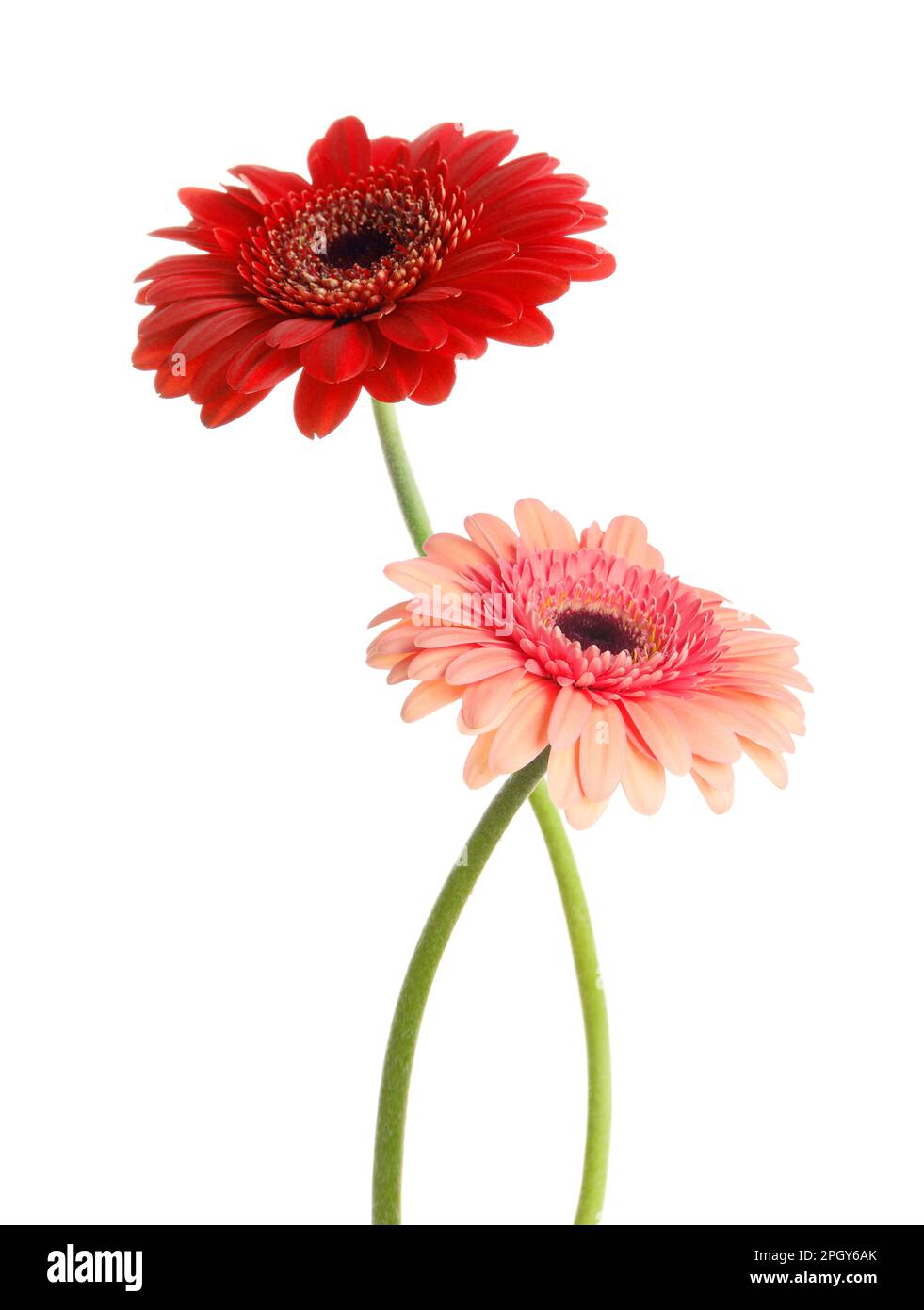 Beautiful red and pink gerbera flowers isolated on white Stock Photo ...