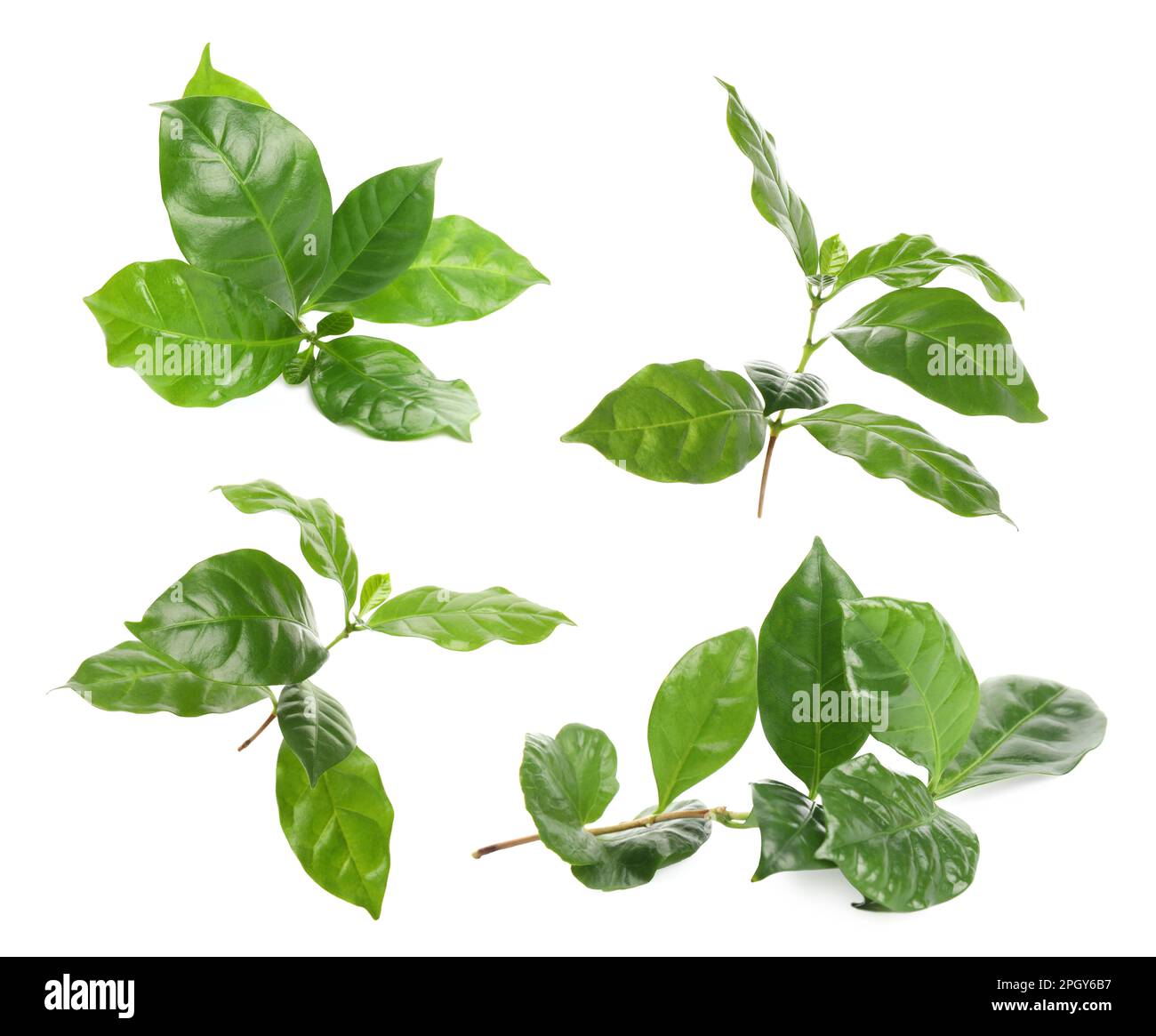 Branches with fresh green leaves of coffee plant on white background ...