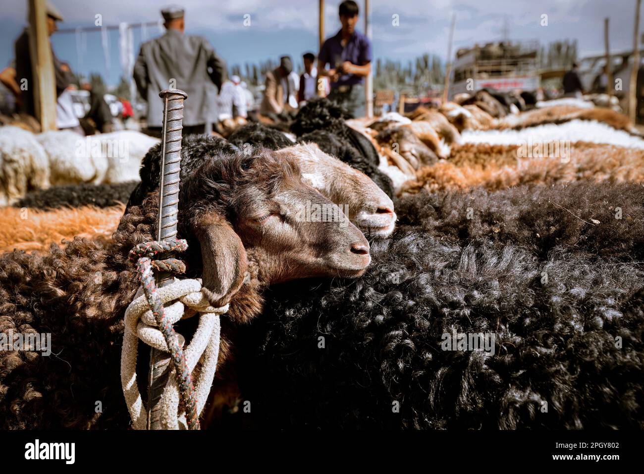 Livestock waiting for trade in the Cattle and Sheep Bazar in Kashgar ...