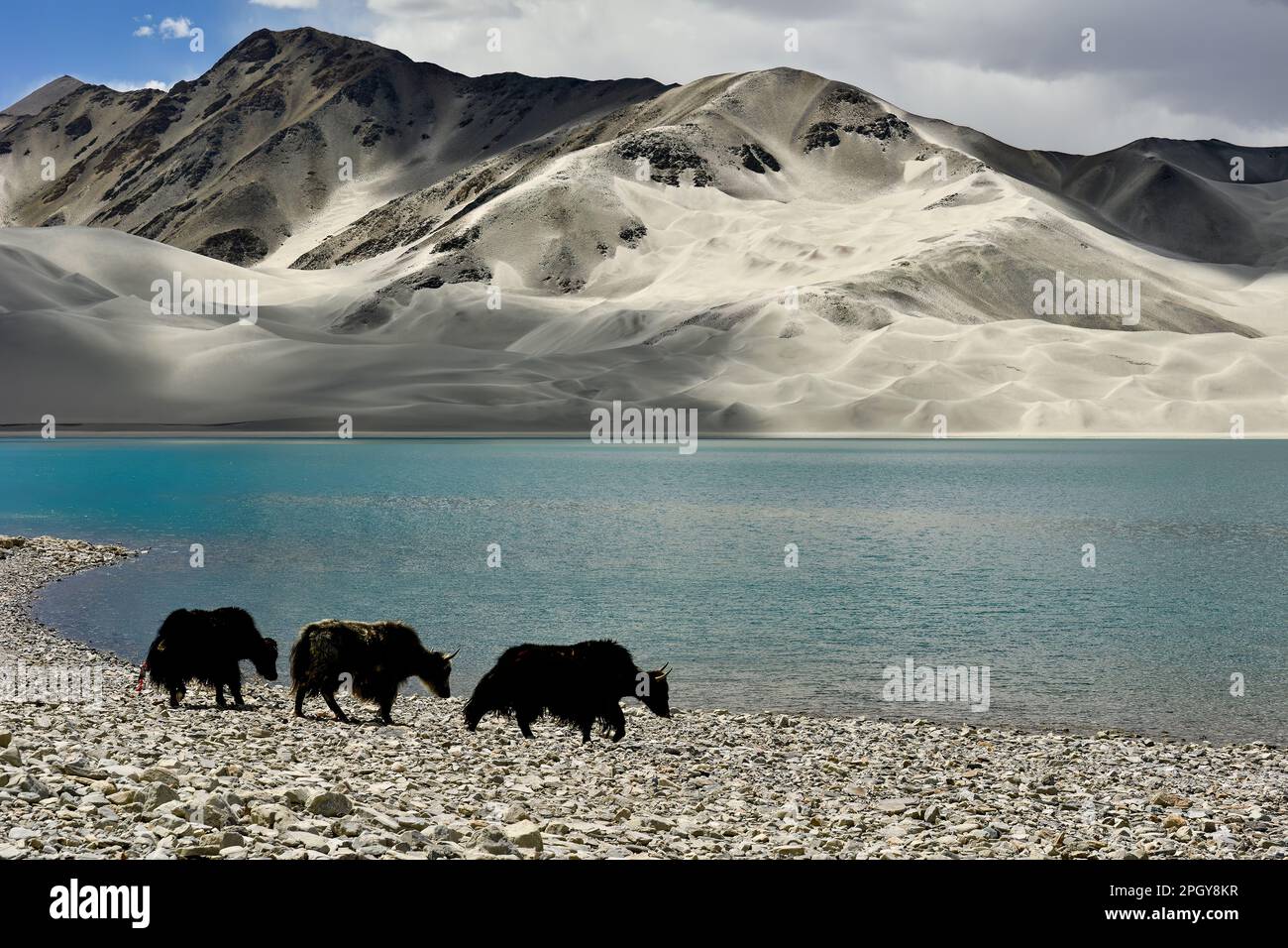 Alpine yaks wading and drinking in Baisha Lake, Pamir Plateau, Xinjiang ...