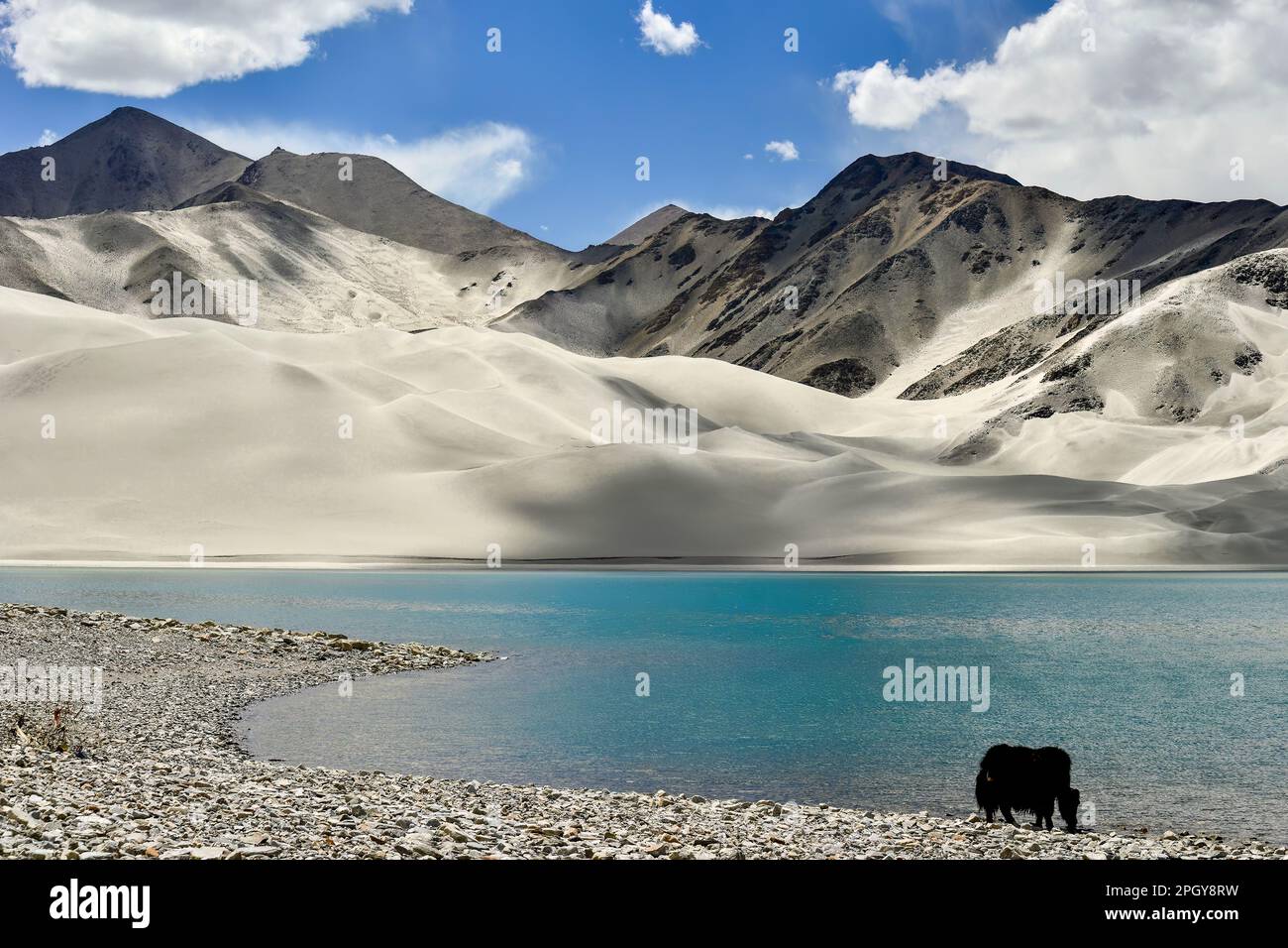 Alpine yaks wading and drinking in Baisha Lake, Pamir Plateau, Xinjiang ...