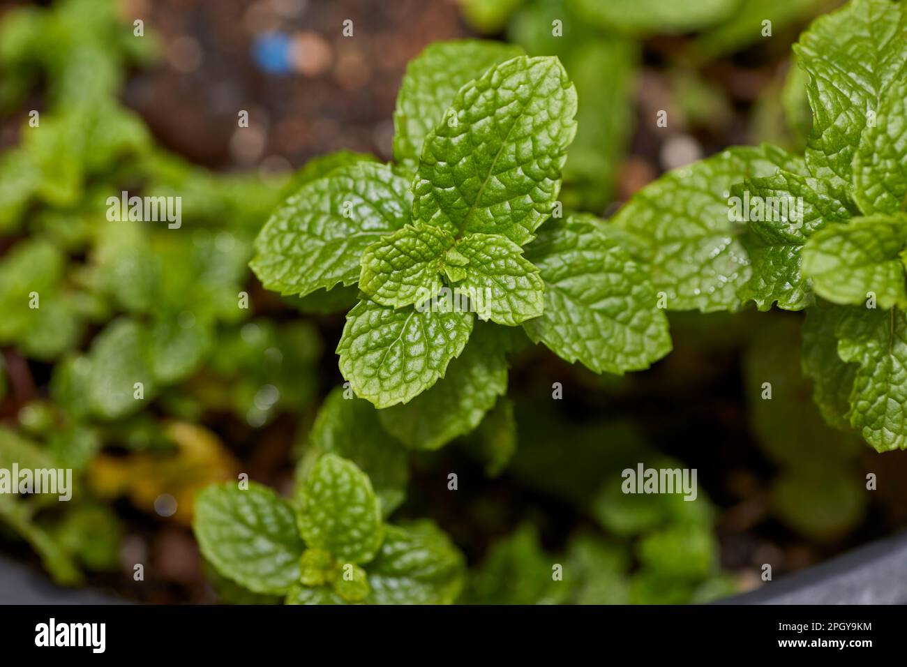 Organic Mint growing in a Garden Stock Photo - Alamy