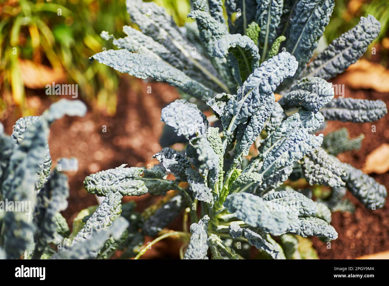 Large Organic Kale growing in a Garden Stock Photo - Alamy