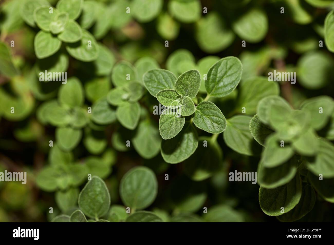 Organic Oregano growing in a Garden Stock Photo - Alamy