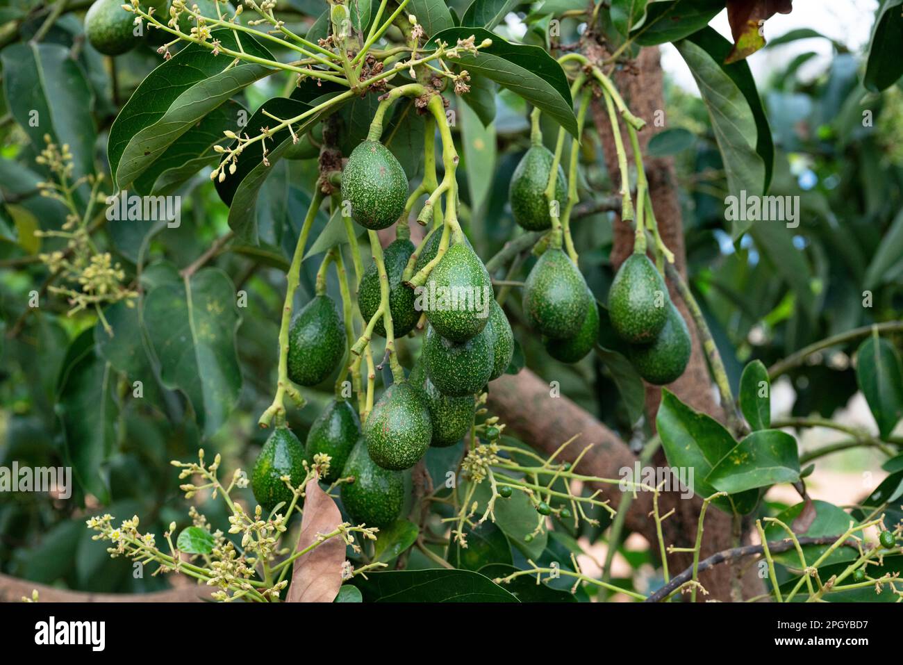 Old second growth hi-res stock photography and images - Alamy