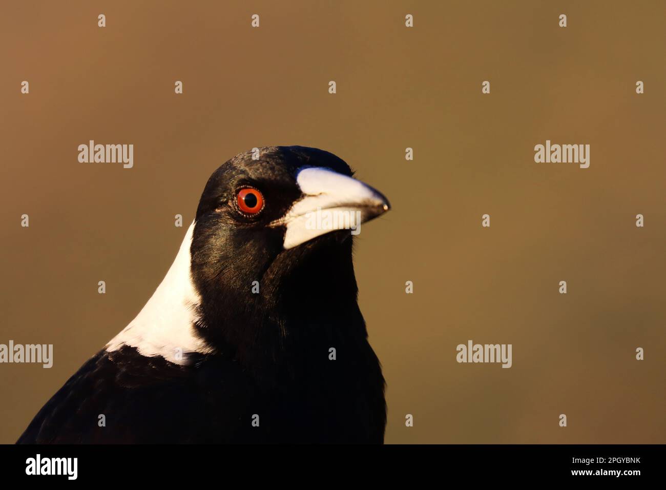 Random stock images of birds hanging around outside in nature Stock ...
