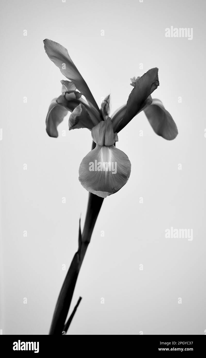 4357 Black and White Stock Photos & Images - Alamy