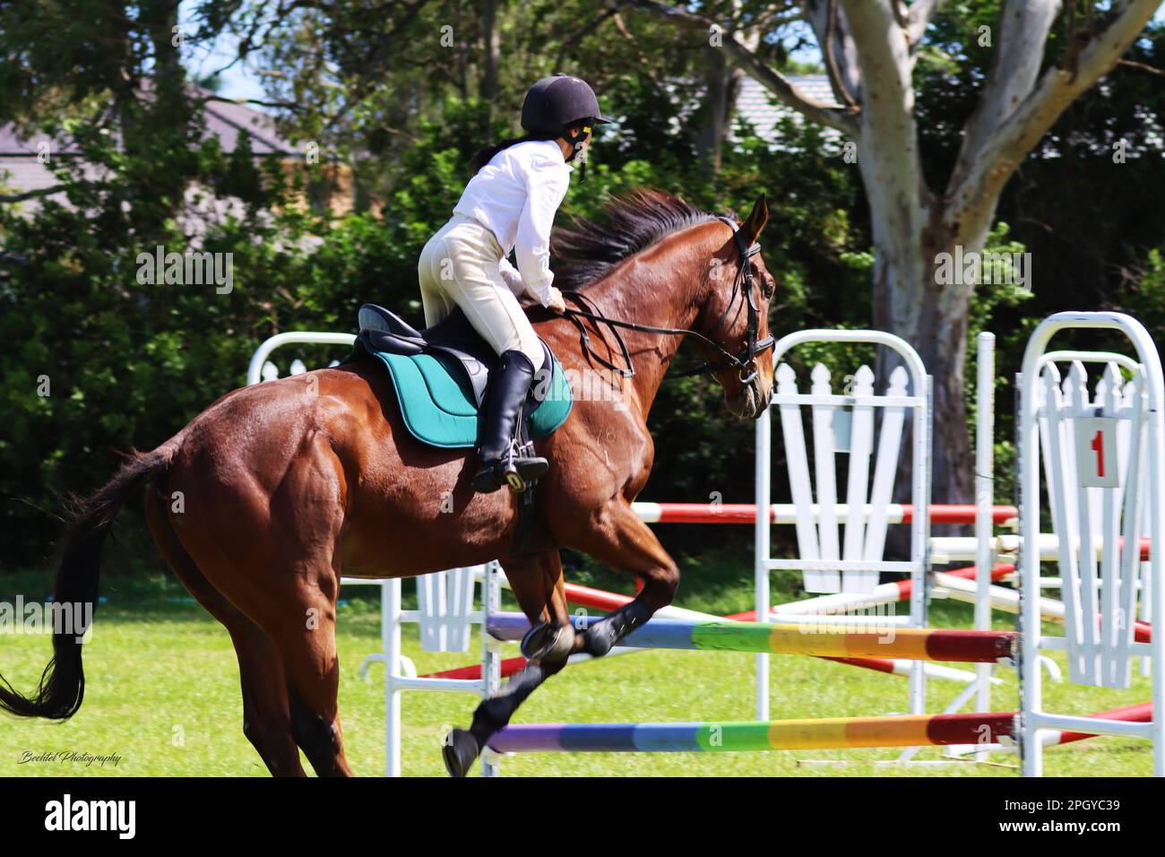 Random stock images of equestrian jumping contest, horses and random ...