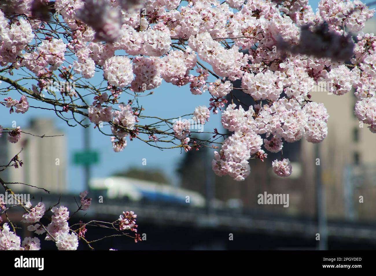 Blooming cherry blossom trees in front of a TriMet green line light ...