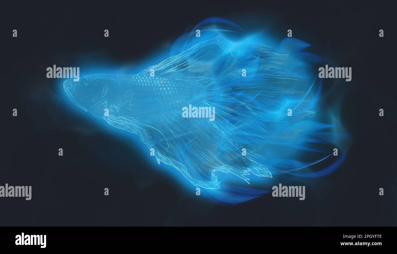 Blue fish on black background. betta fish with blue fire flame effect ...