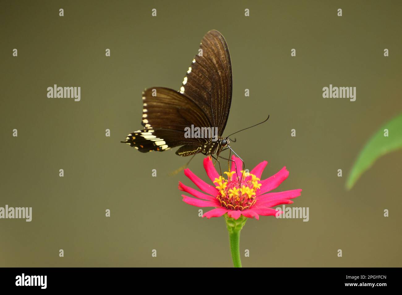 Common mormon swallowtail. Papilio polytes. Java, Indonesia Stock Photo ...
