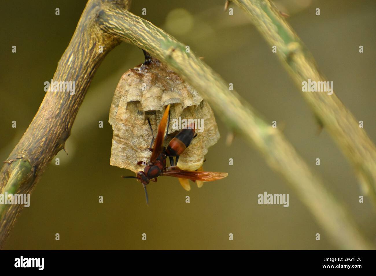Paper wasp building a hanging nest on twig. Surakarta, Indonesia Stock ...