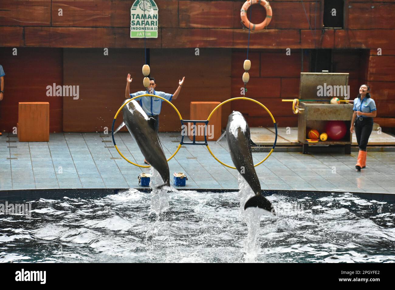 Dolphin jump through loop during dolphin show at Taman Safari Prigen ...