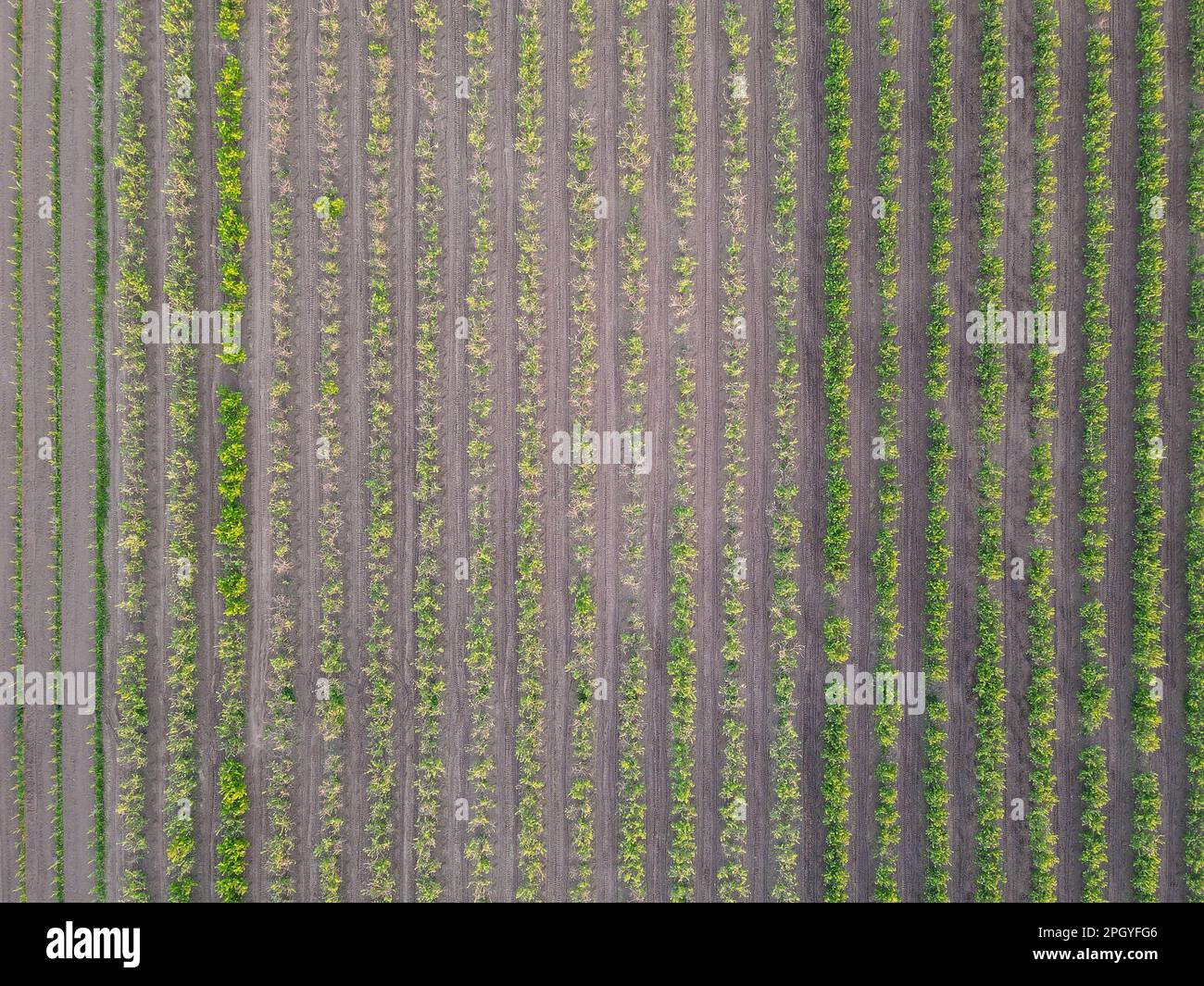 Young apple trees planted in rows in the field. View from a drone Stock ...