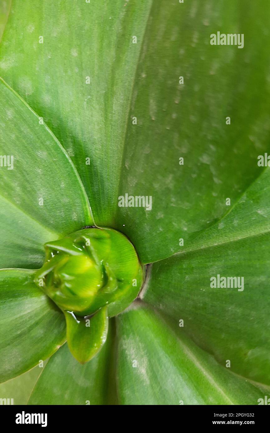 Macro shot of green leaves and bud of Chamaecostus cuspidatus known as ...