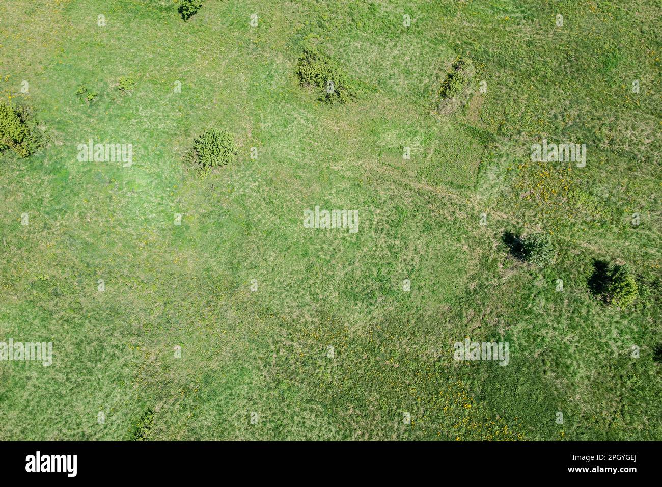 green meadow. spring landscape at sunny day. natural textured ...