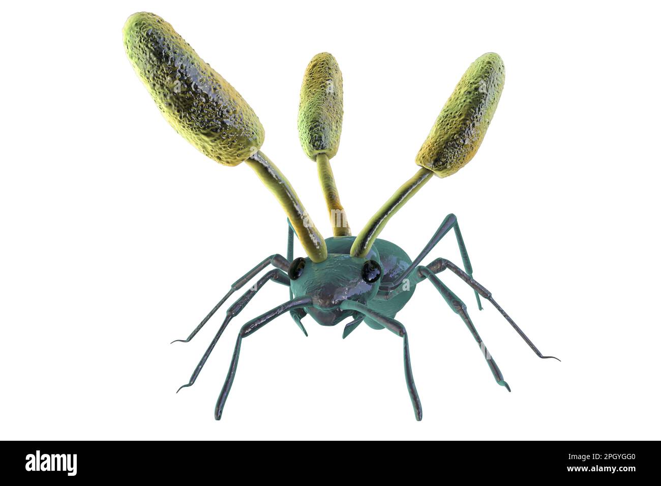 Ophiocordyceps Unilateralis Tarantula