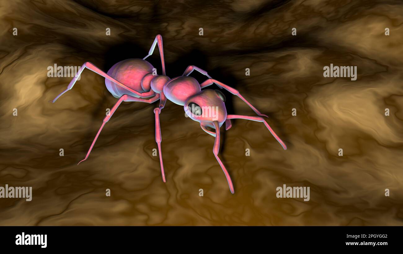 Insect anatomy hi-res stock photography and images - Alamy