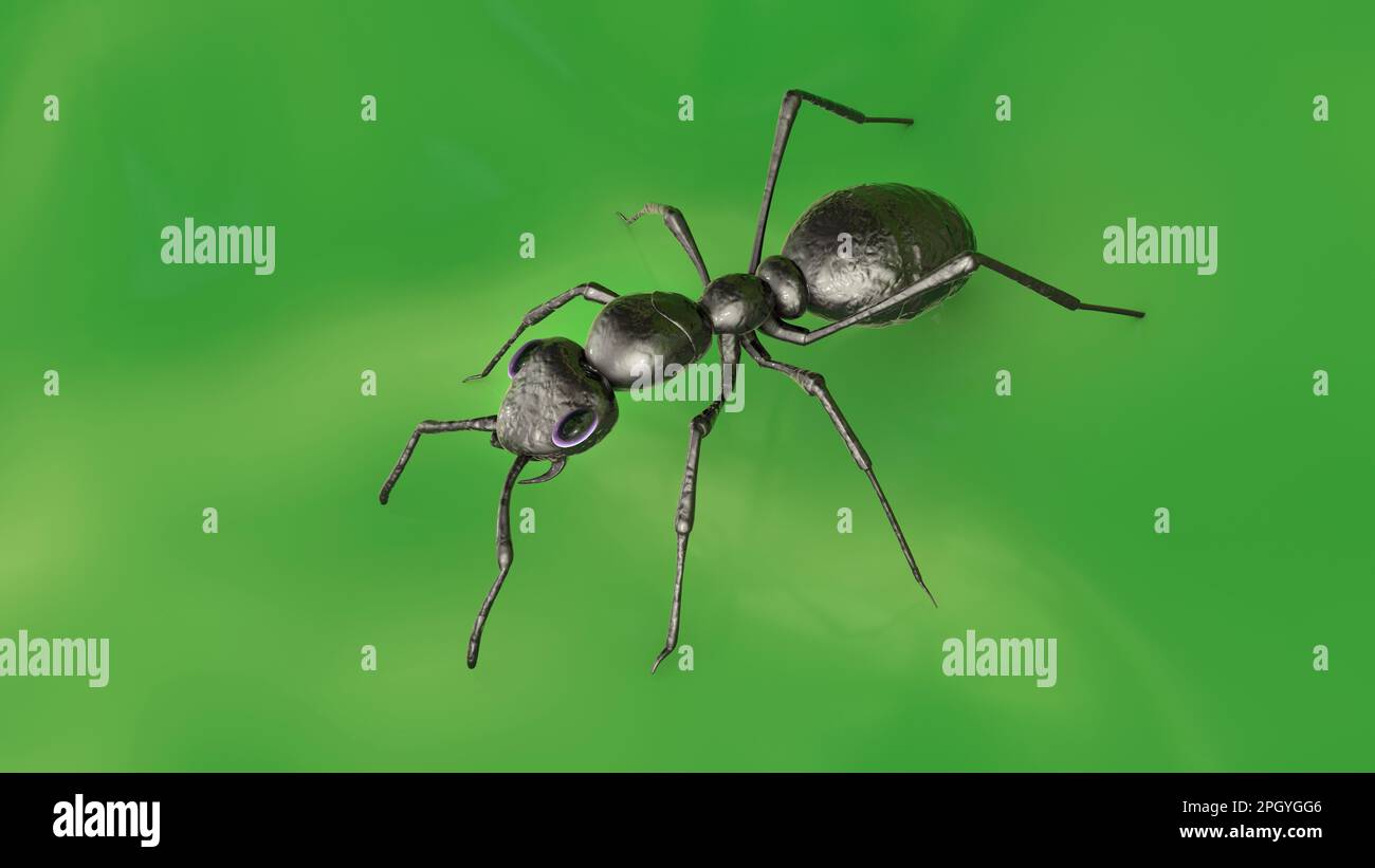Ant head anatomy hi-res stock photography and images - Alamy