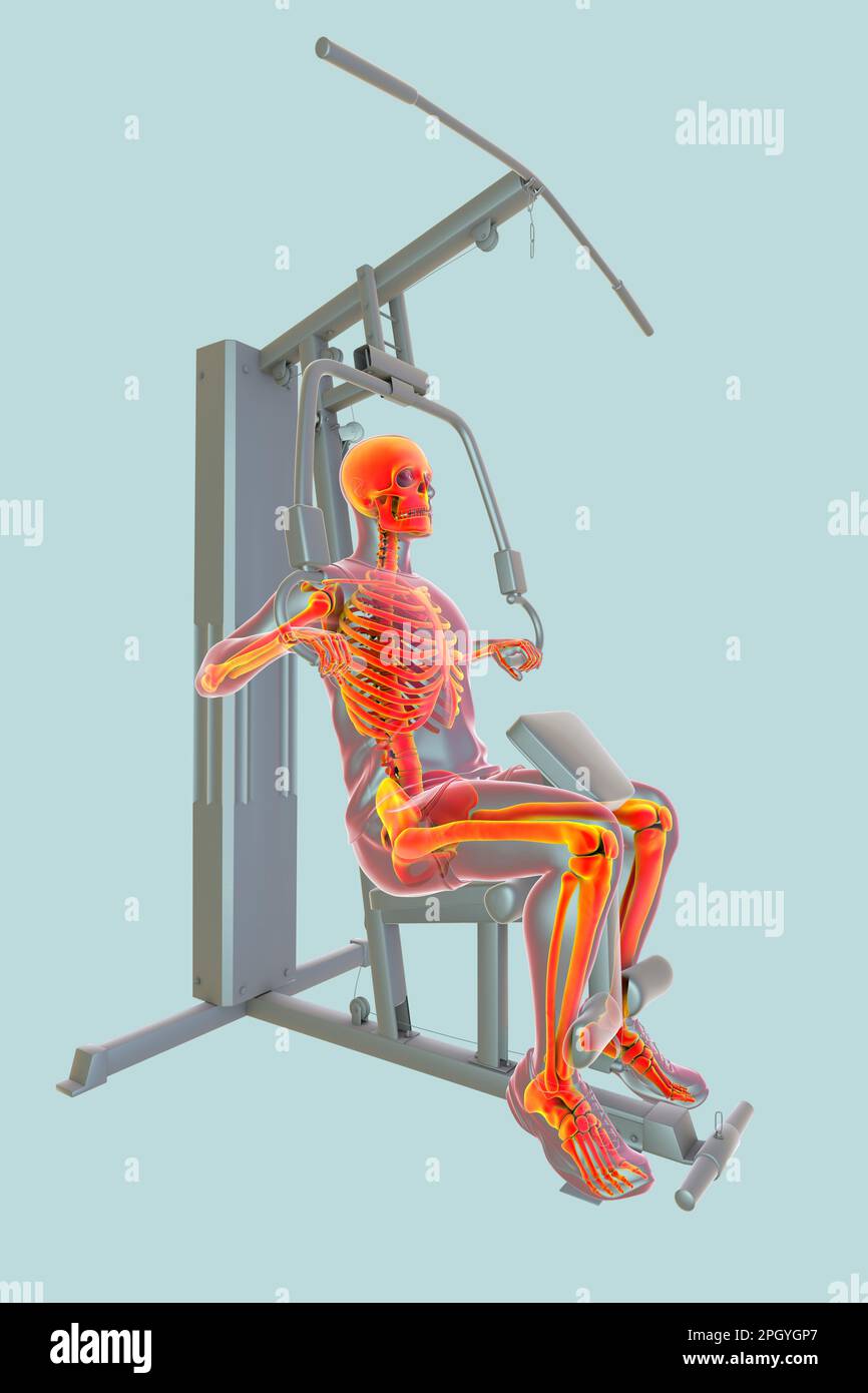 Skeleton training on a hammer strength machine, illustration Stock ...