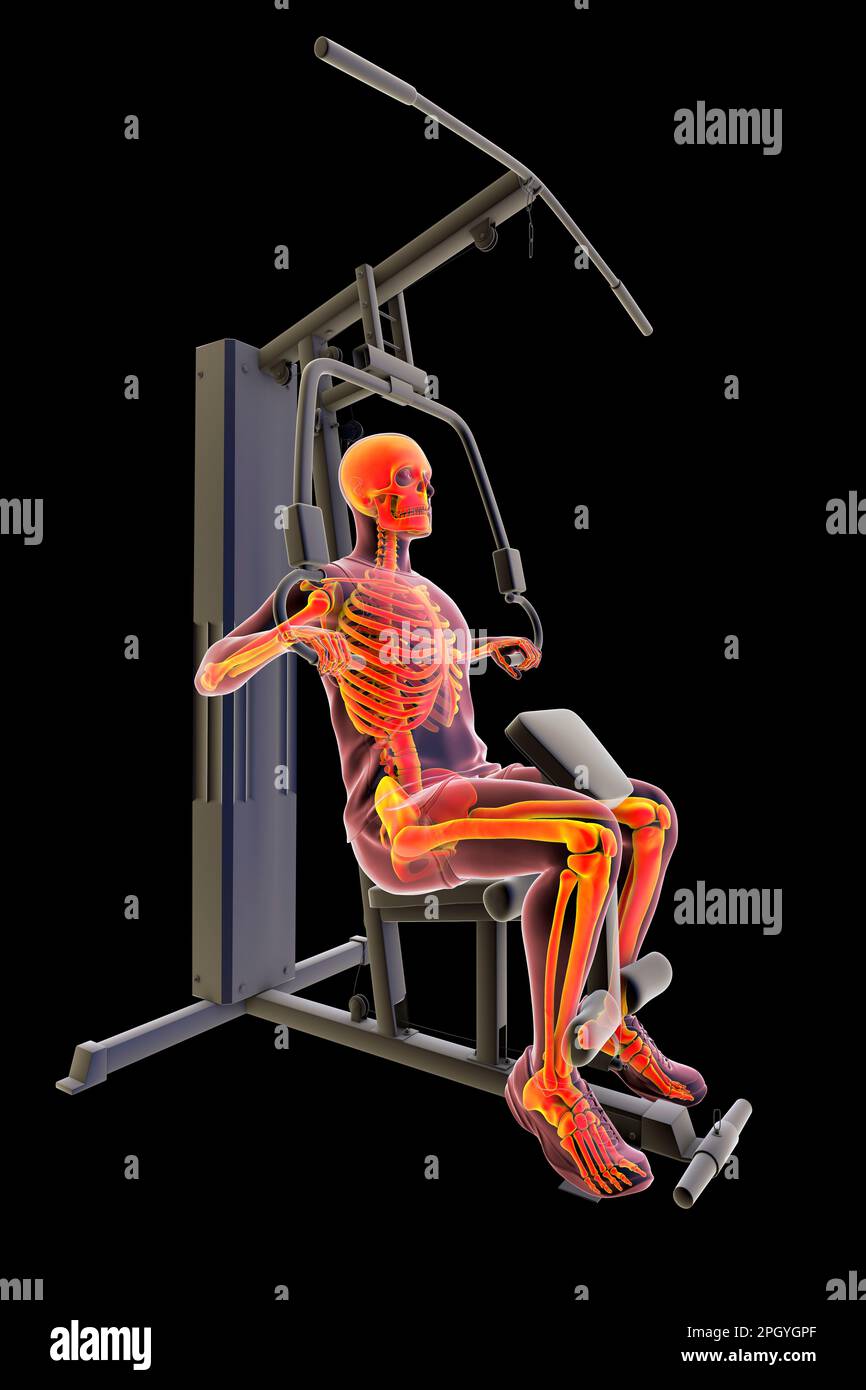 Skeleton training on a hammer strength machine, illustration Stock ...