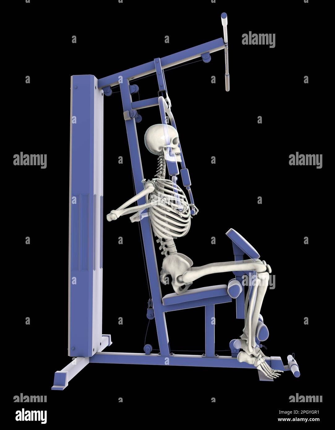 Skeleton training on a hammer strength machine, illustration Stock ...