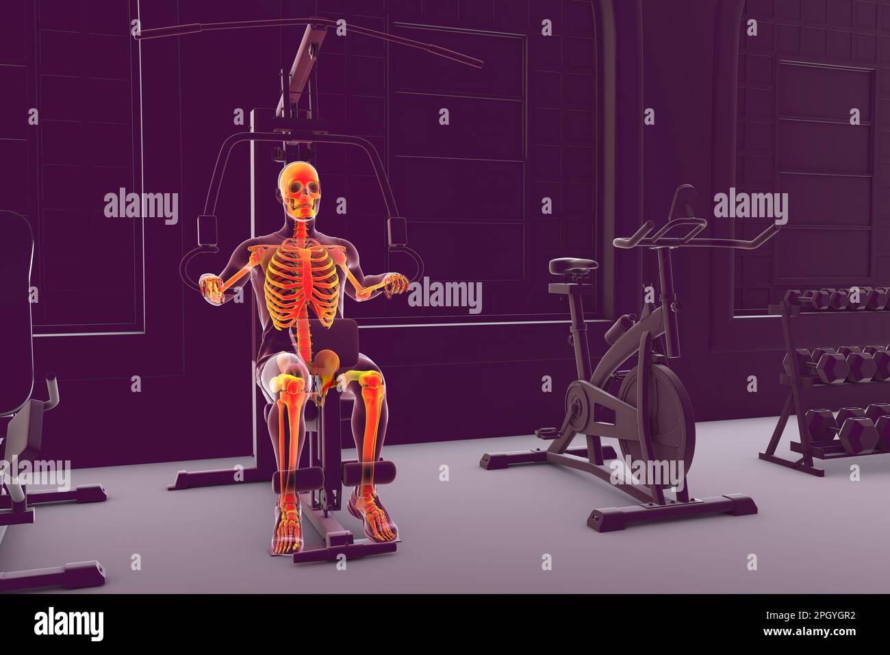 Skeleton training on a hammer strength machine, illustration Stock ...