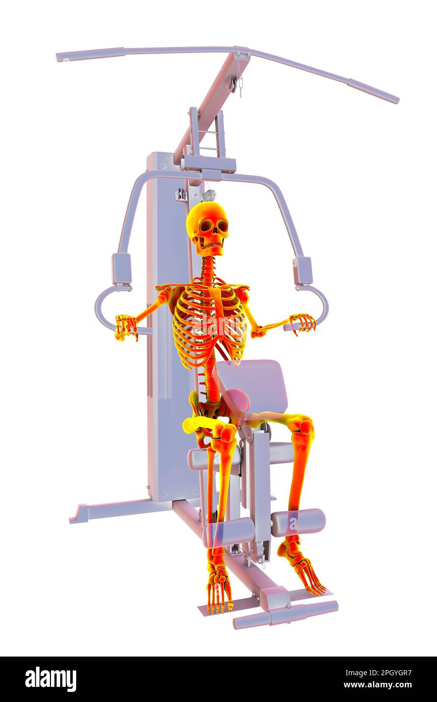 Skeleton training on a hammer strength machine, illustration Stock ...