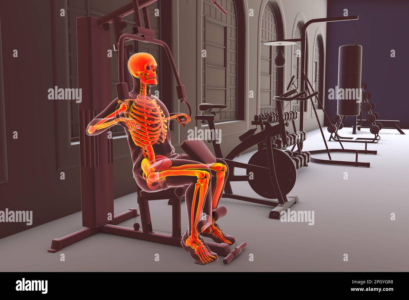 Skeleton training on a hammer strength machine, illustration Stock ...