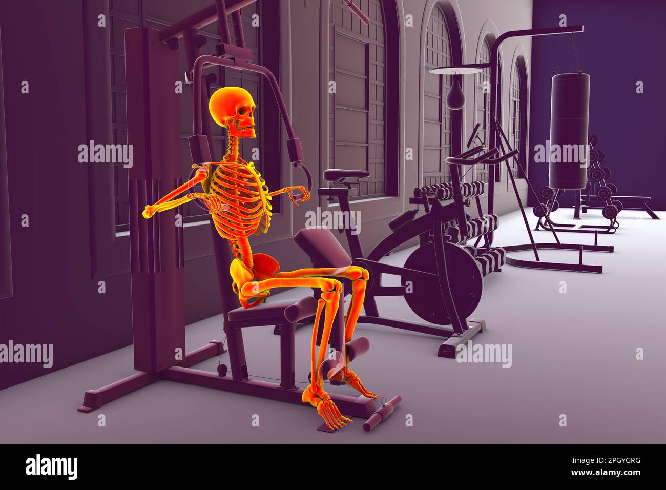 Skeleton training on a hammer strength machine, illustration Stock ...