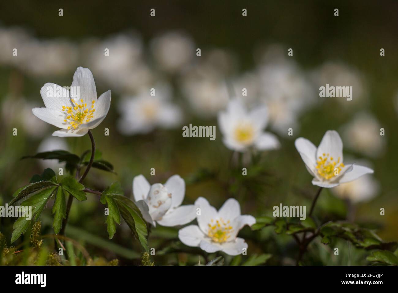 Ground cover flowering plants hi-res stock photography and images - Alamy