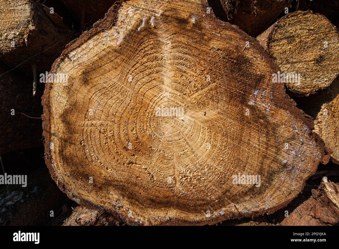 Log Cut surface Annual rings Stock Photo - Alamy