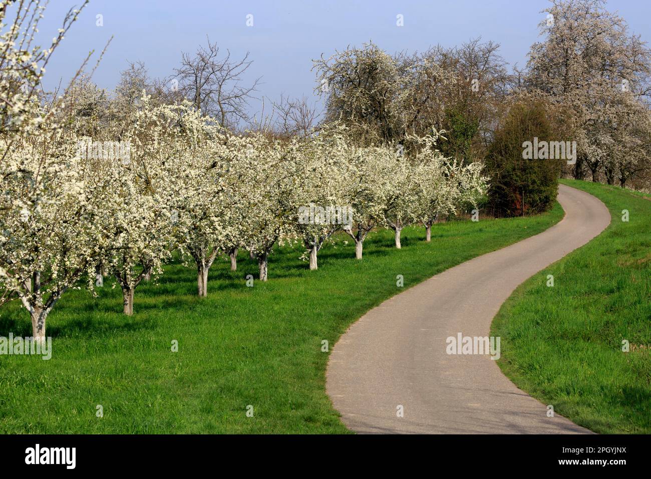 Spring, Achern, tree, fruit tree, flowering cherry trees, Northern ...